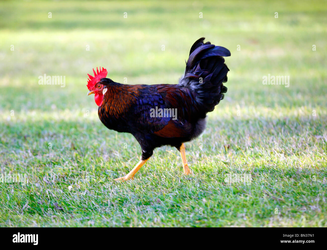 Roosters combs hi-res stock photography and images - Alamy