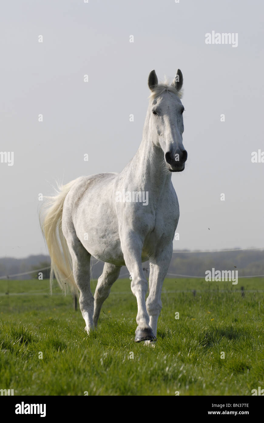 running Hanoverian horse Stock Photo - Alamy