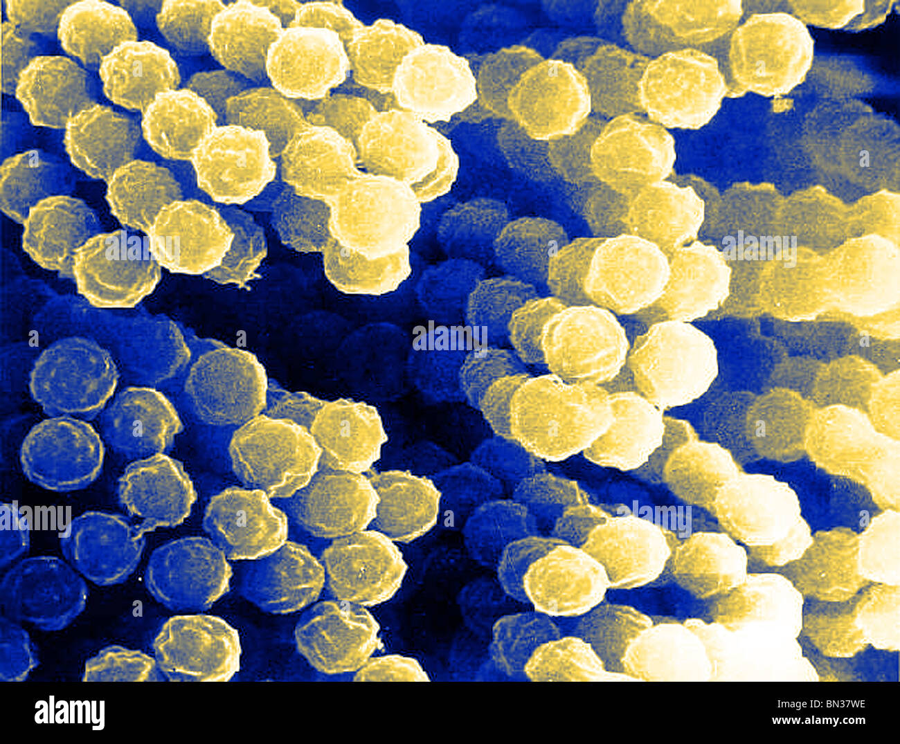 Scanning electron microscope image hi-res stock photography and images ...