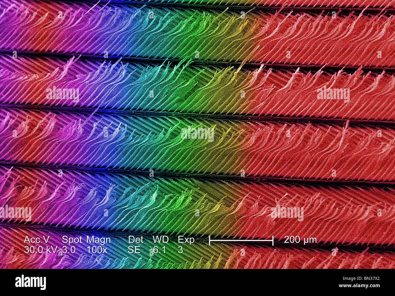 Colorized sem scanning electron microscope hi-res stock photography and ...