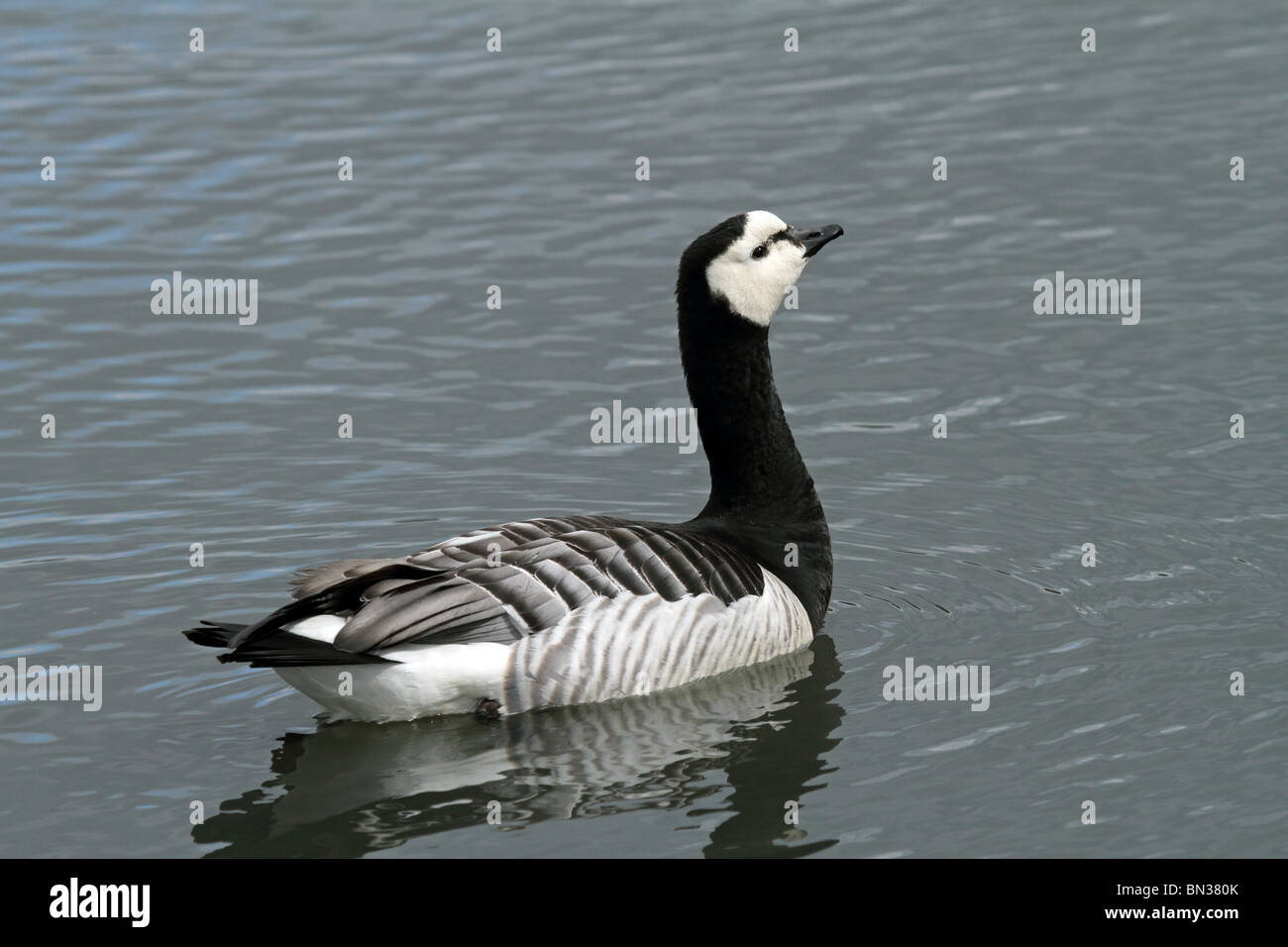 Barnacle Goose - Branta leucopsis - swimming Stock Photo - Alamy