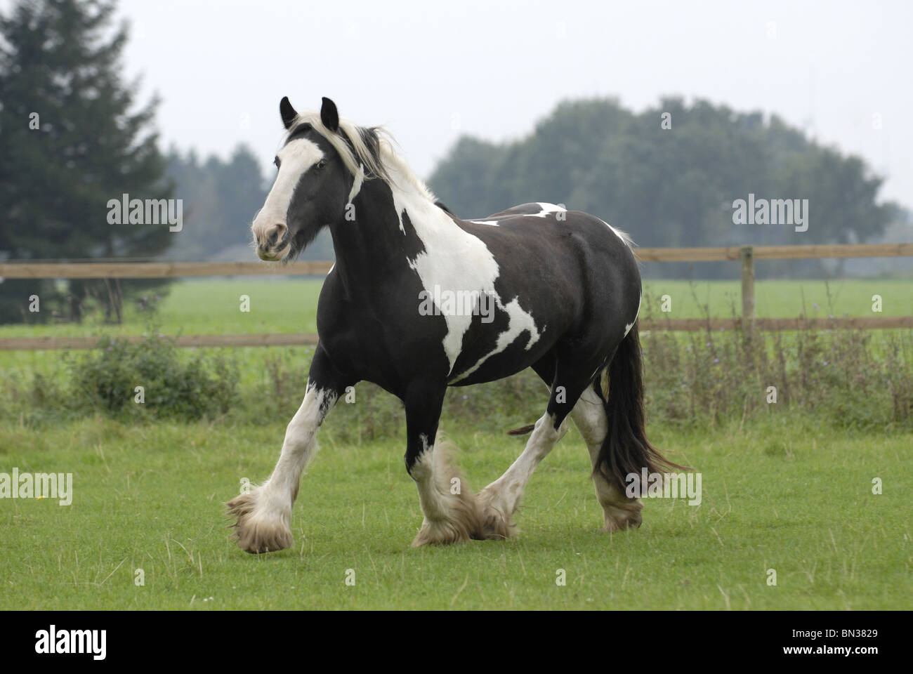 running Irish Tinker Stock Photo - Alamy