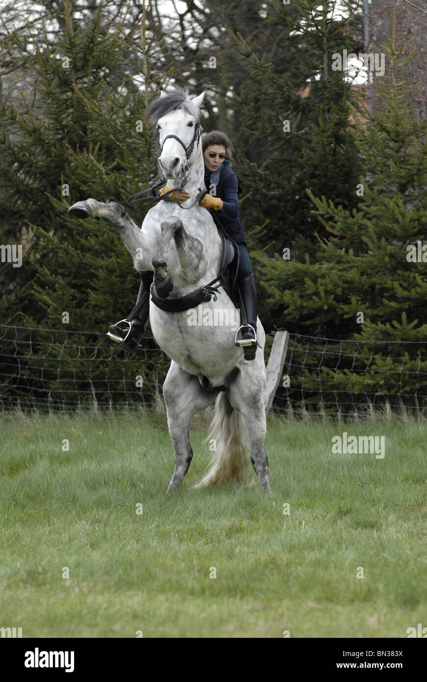 Rearing andalusian horse hi-res stock photography and images - Alamy