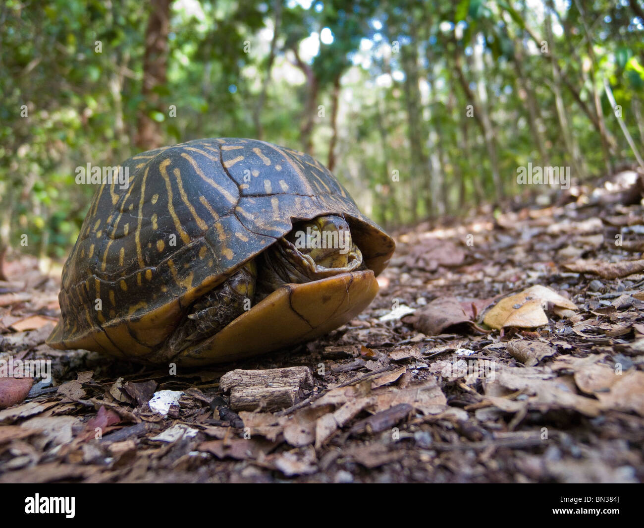 Florida box turtle along trail, Sandfly Island, Everglades National ...