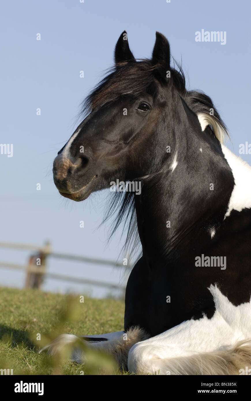 lying Irish Tinker Stock Photo - Alamy