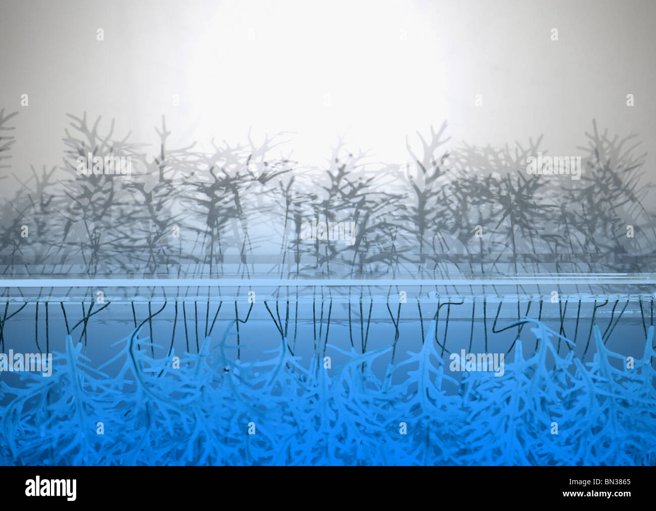 Grove Clump Of Trees High Resolution Stock Photography and Images - Alamy