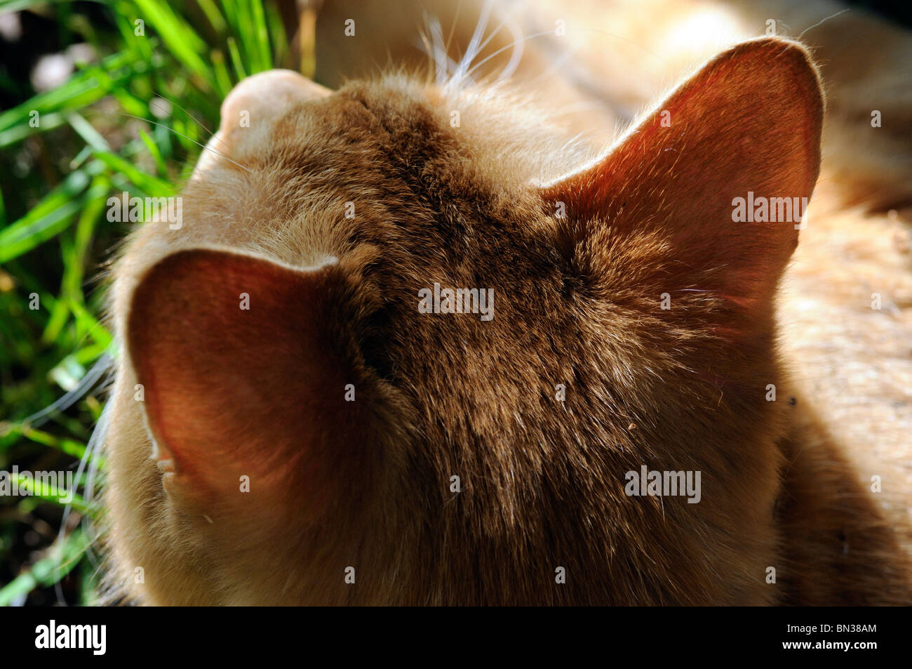 Cat rear view of a cat's ears Stock Photo - Alamy