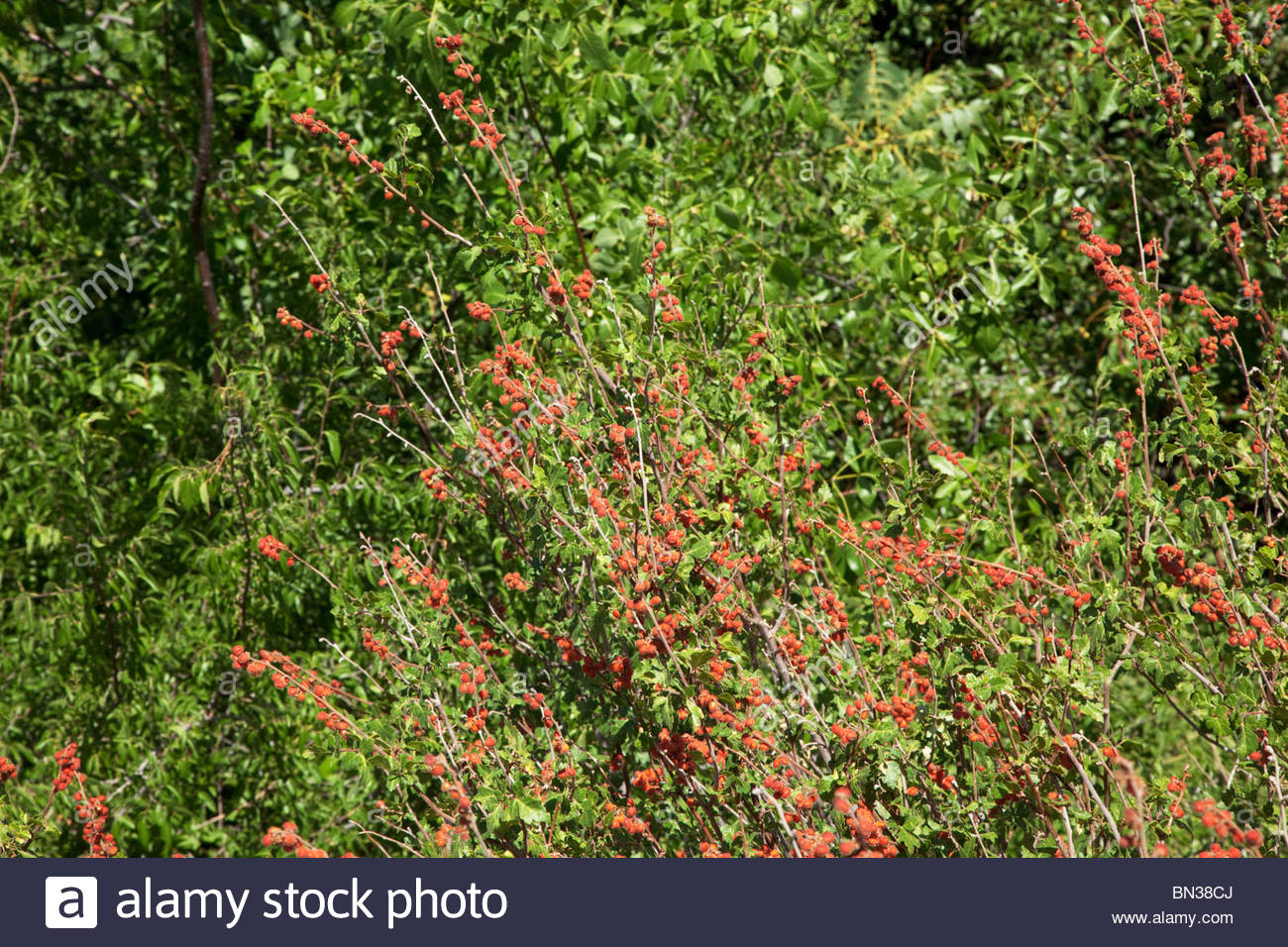 Rhus Trilobata Three Leaf Sumac