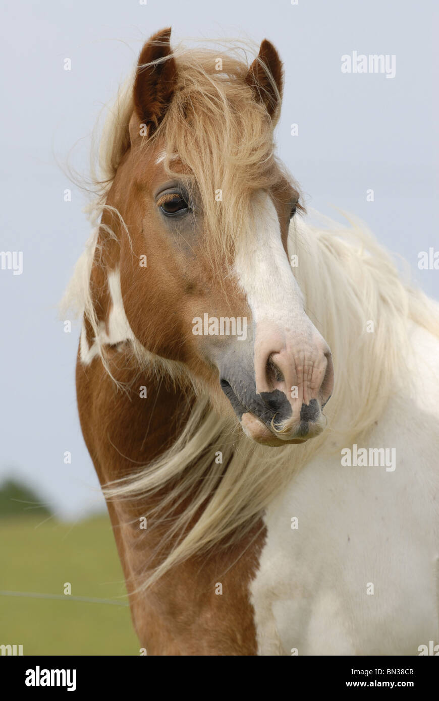 Irish Tinker Portrait Stock Photo - Alamy
