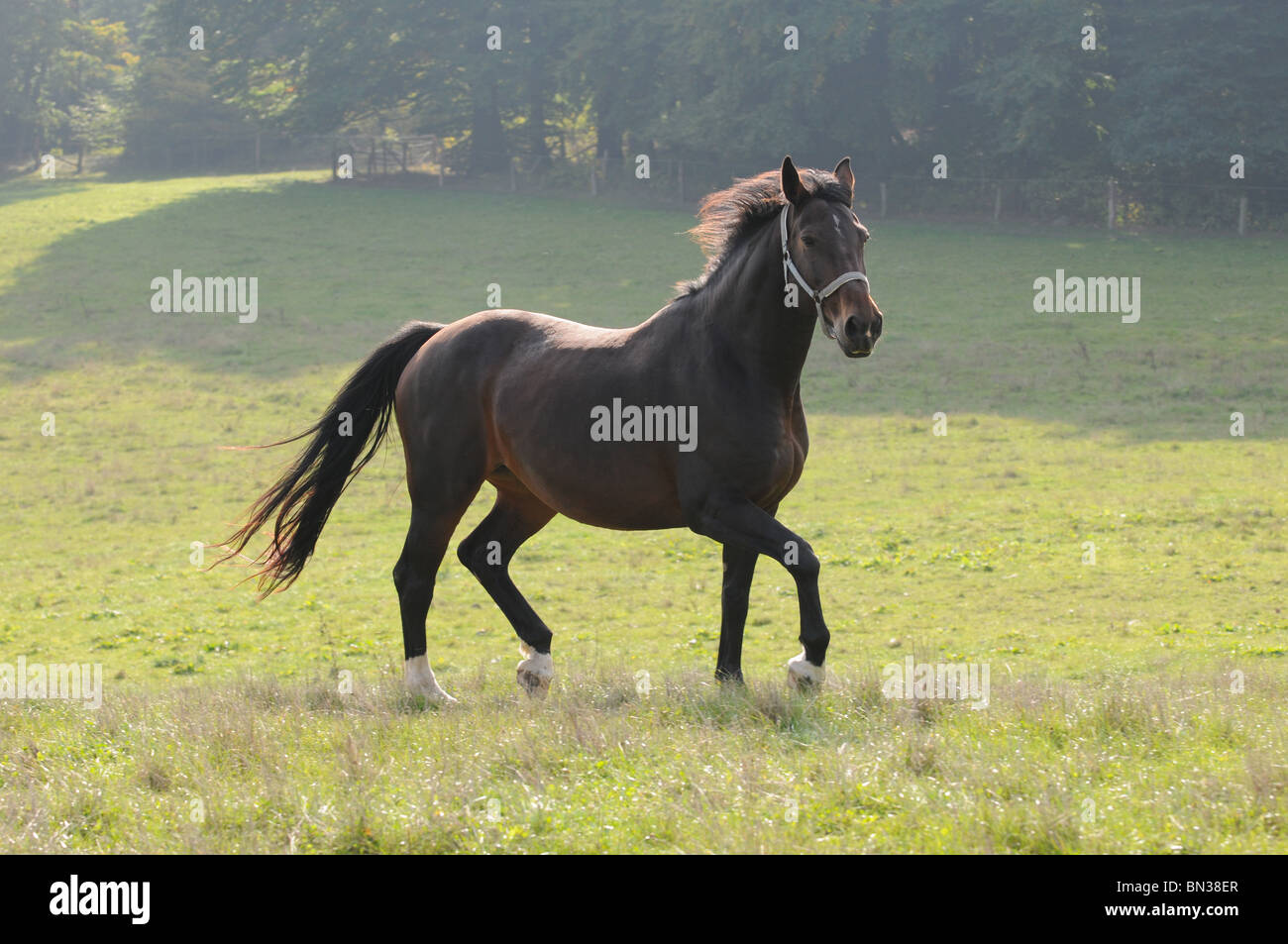 Kwpn Horse High Resolution Stock Photography and Images - Alamy