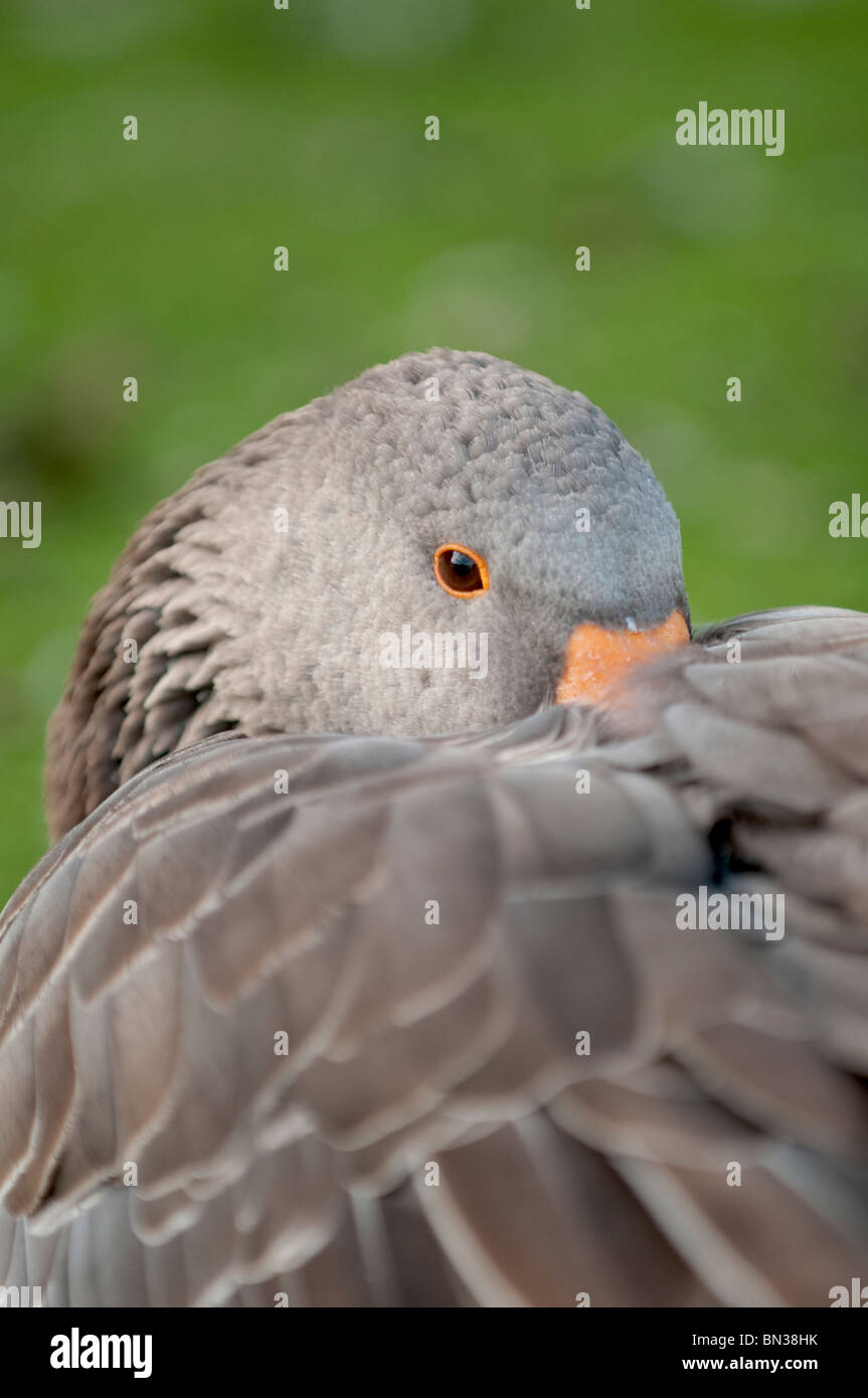 Resting and roosting hi-res stock photography and images - Alamy