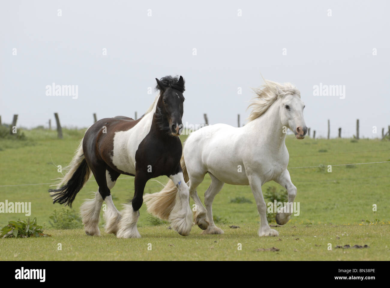 Grey gypsy vanner irish cob hi-res stock photography and images - Alamy