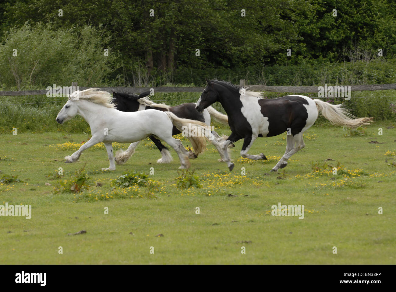 running Irish Tinker Stock Photo - Alamy