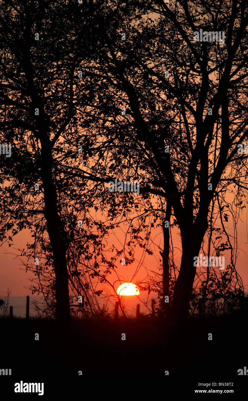 Planta europa hi-res stock photography and images - Alamy