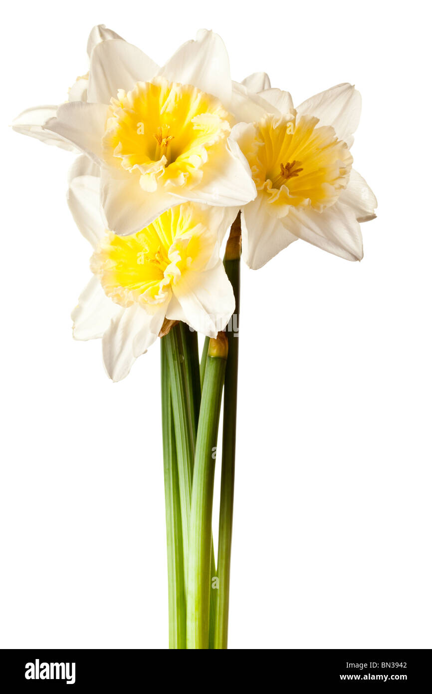 White Spring Daffodil Flower Bunch Isolated on White Background Stock ...