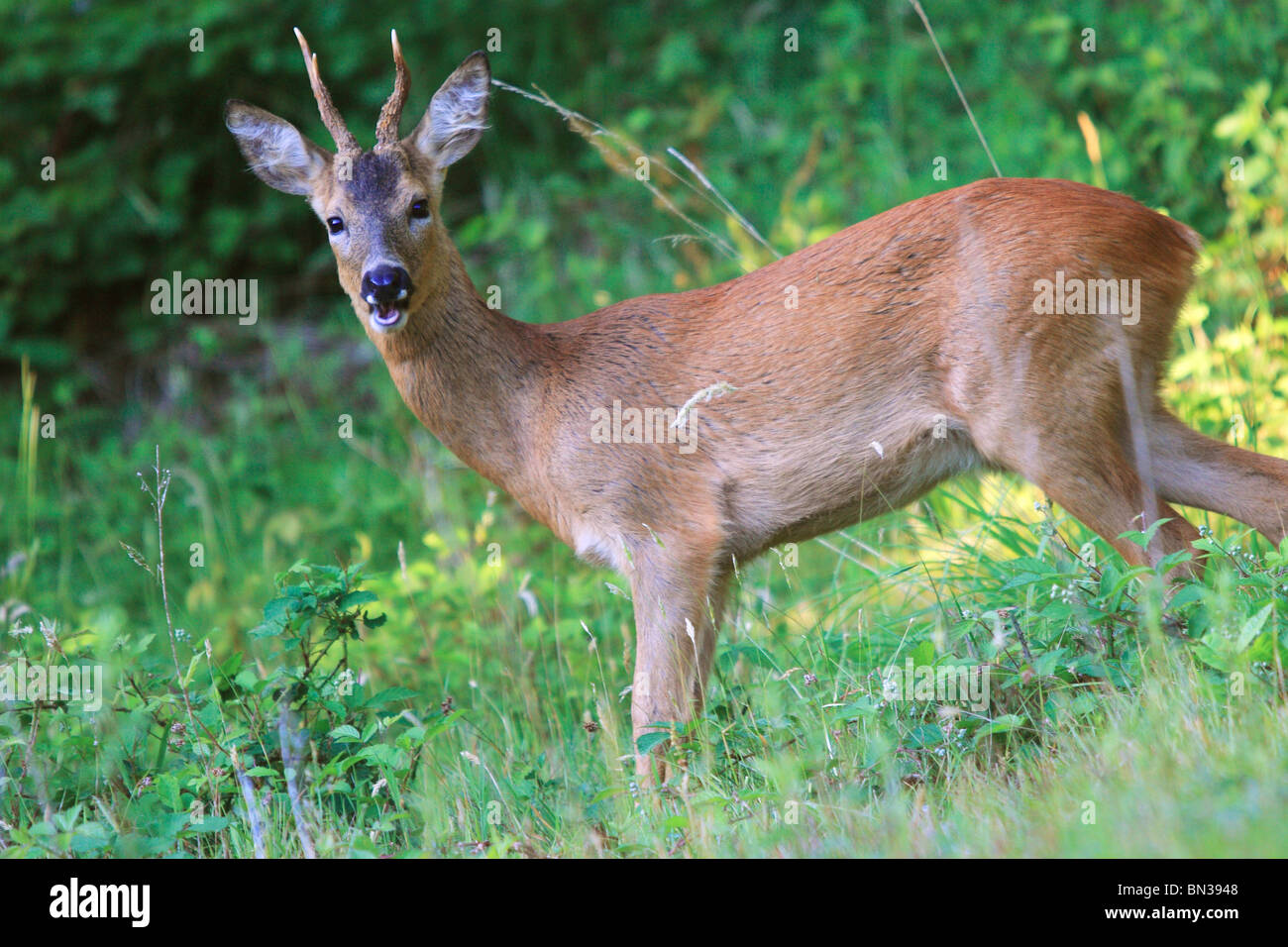 Roe Deer Buck (Capreolus capreolus). Dorset, England Stock Photo - Alamy