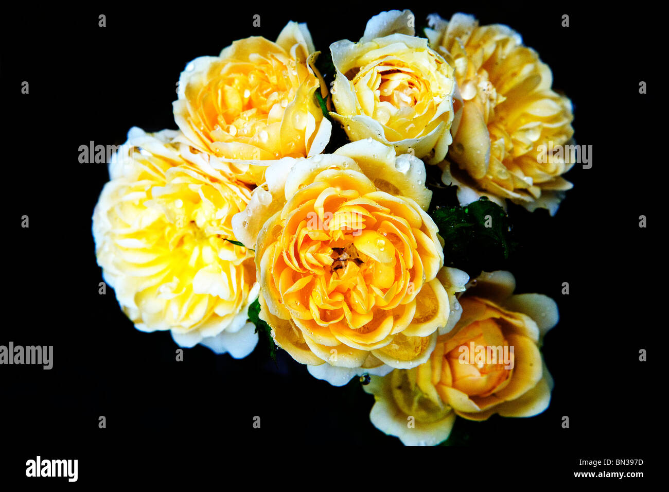 Bunch of yellow rose flowers taken in the back garden Stock Photo - Alamy