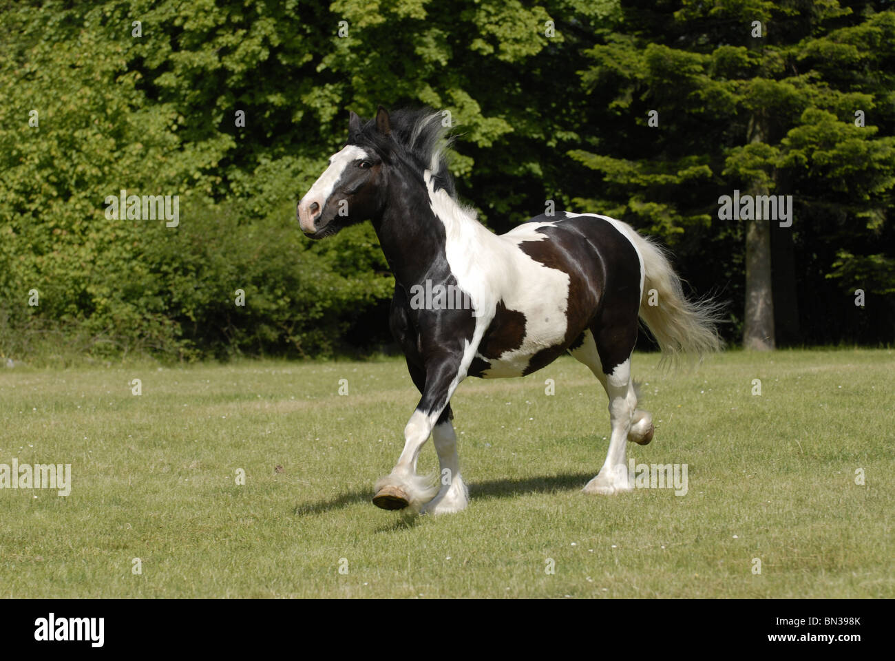 running Irish Tinker Stock Photo - Alamy