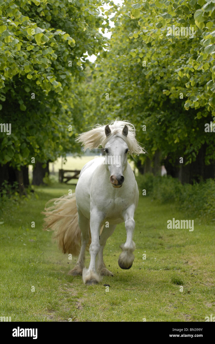running Irish Tinker Stock Photo - Alamy
