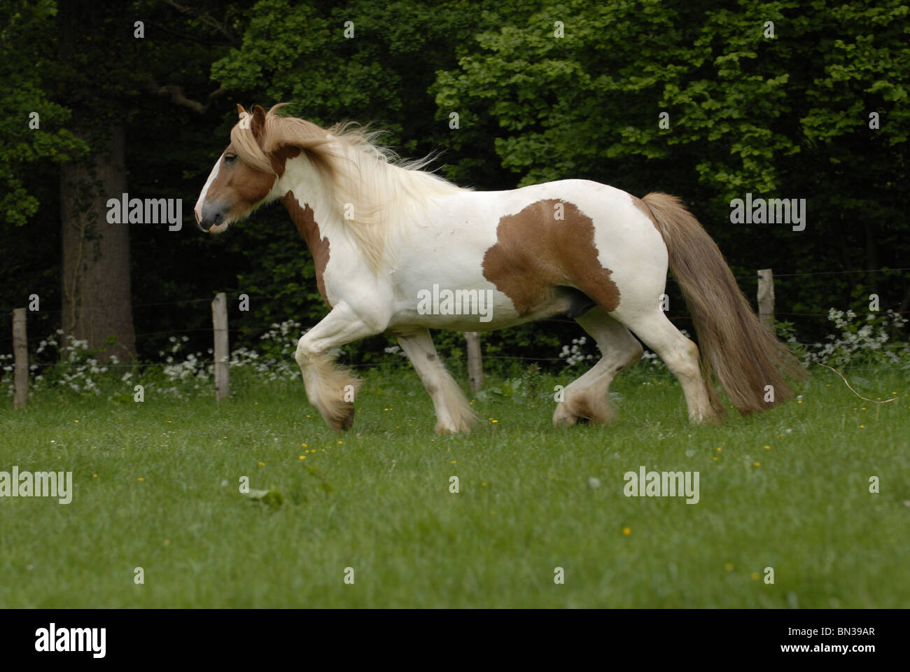 trotting Irish Tinker Stock Photo - Alamy