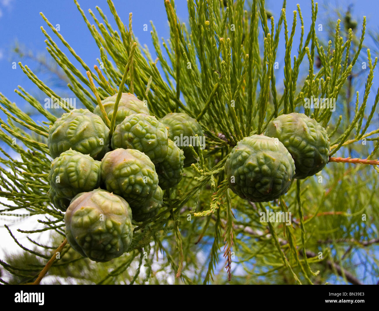 Pond Cypress High Resolution Stock Photography and Images - Alamy