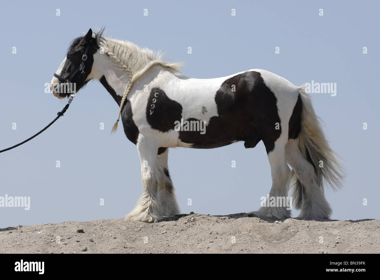 woman with Irish Tinker Stock Photo - Alamy
