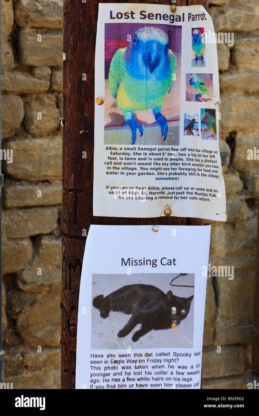Guilty!! Missing cat and Missing Parrot posters on a lamp post in the ...