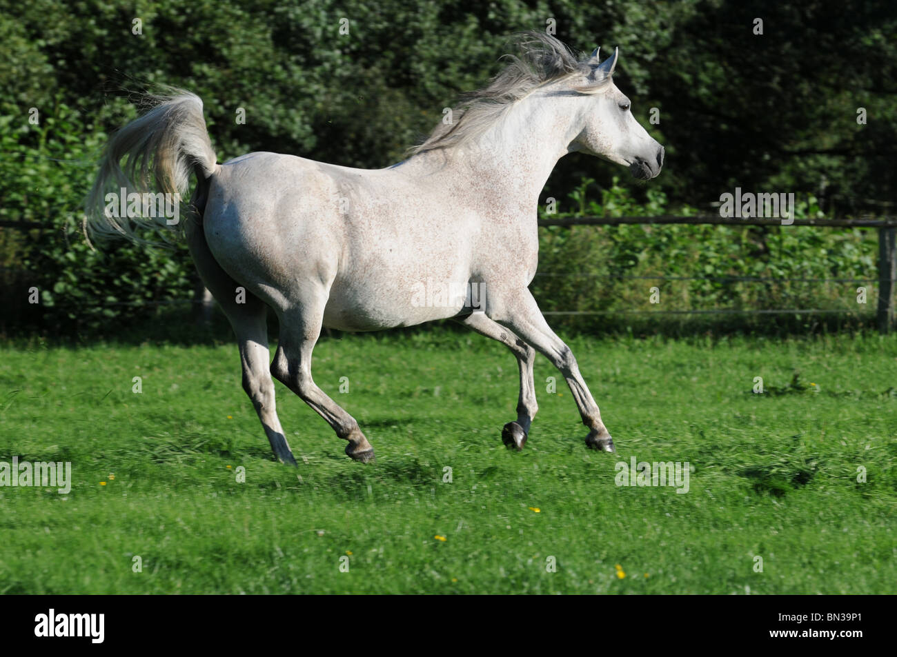 running arabian horse Stock Photo - Alamy