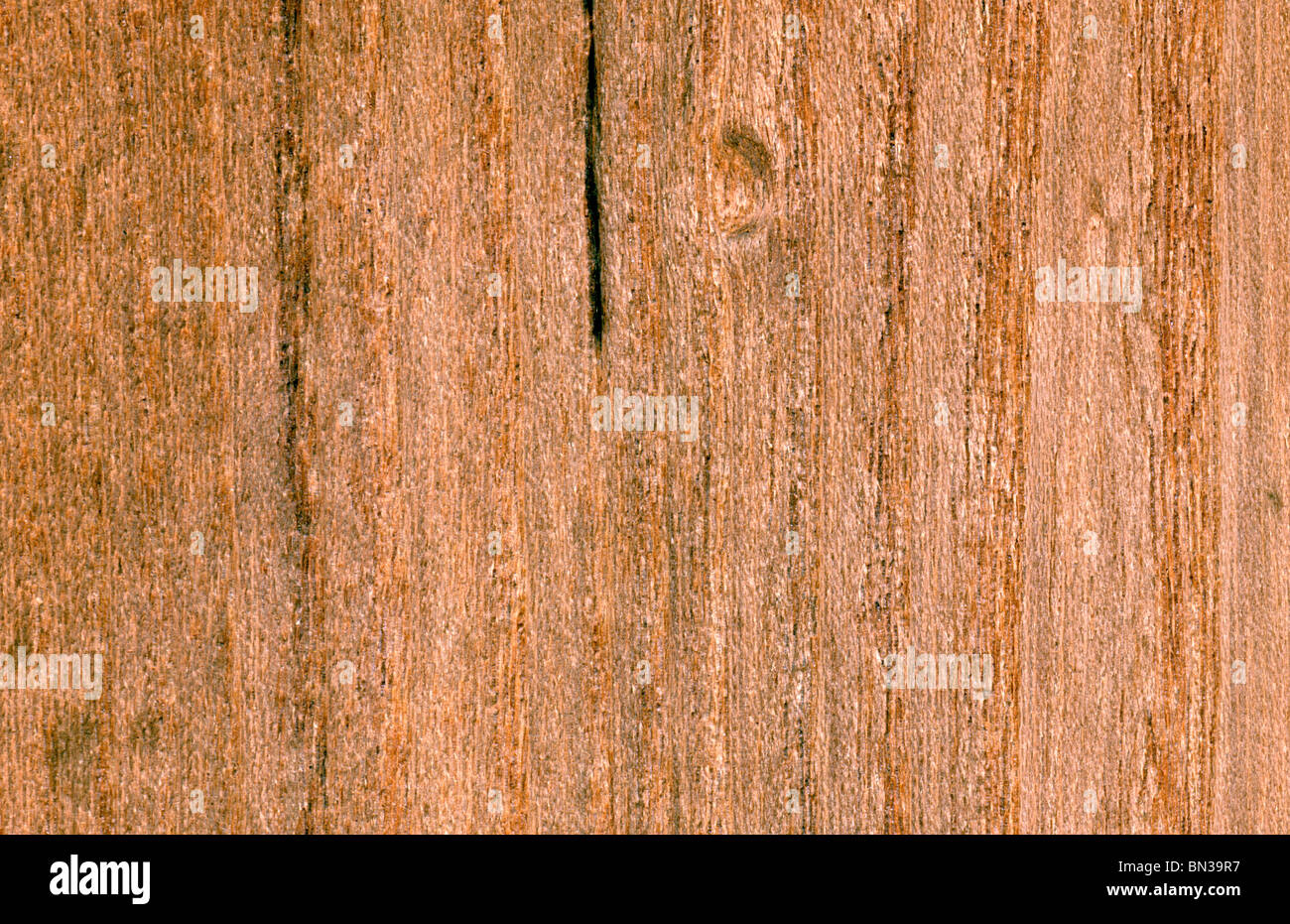 Robinia wood texture hi-res stock photography and images - Alamy