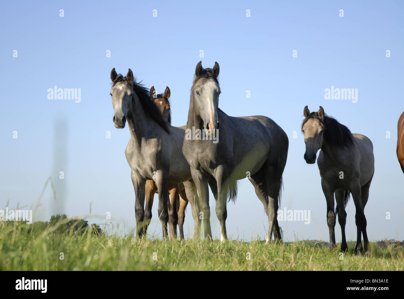 Group four horses grazing hi-res stock photography and images - Alamy