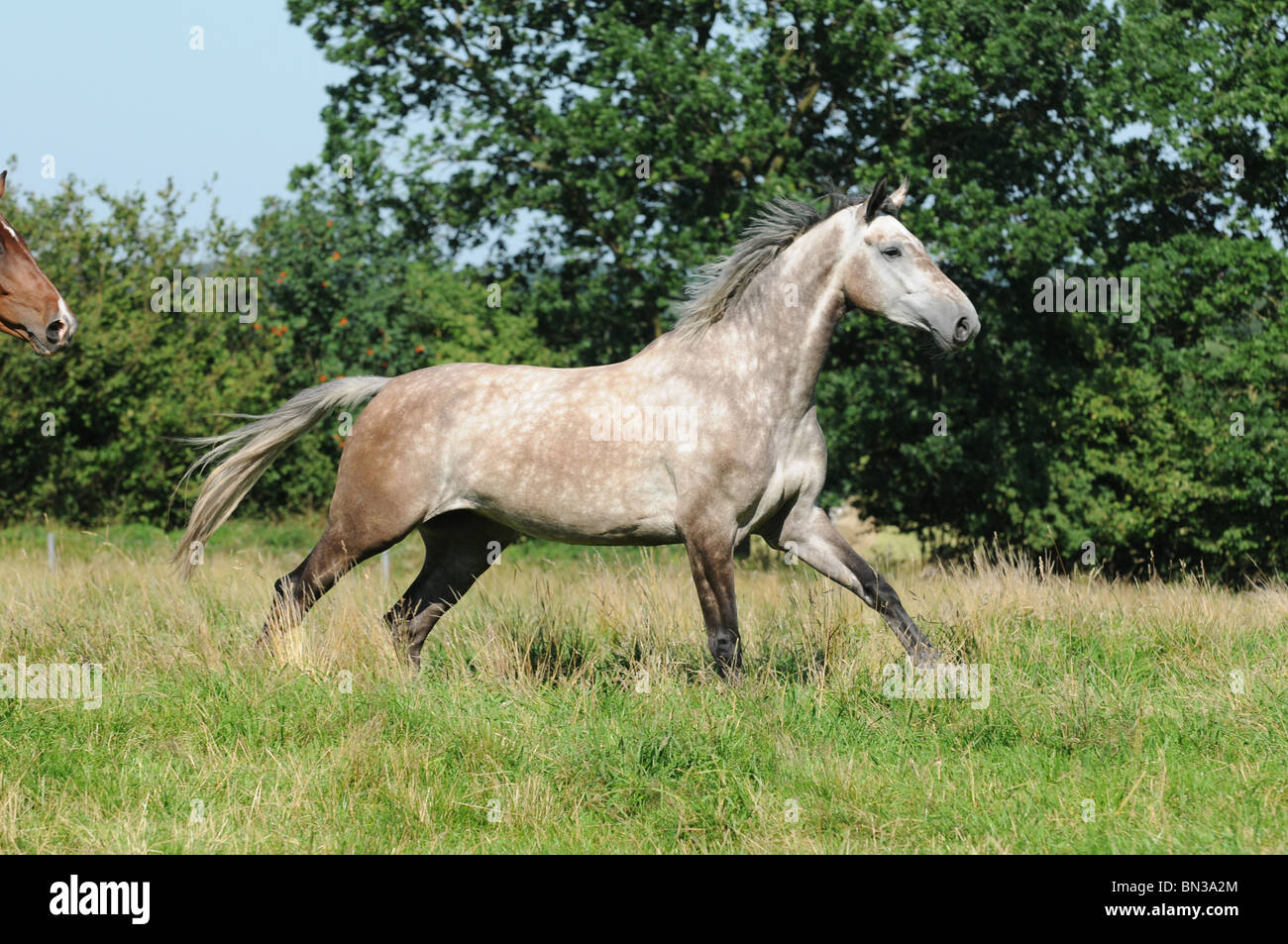 Holsteiner horse galloping hi-res stock photography and images - Alamy