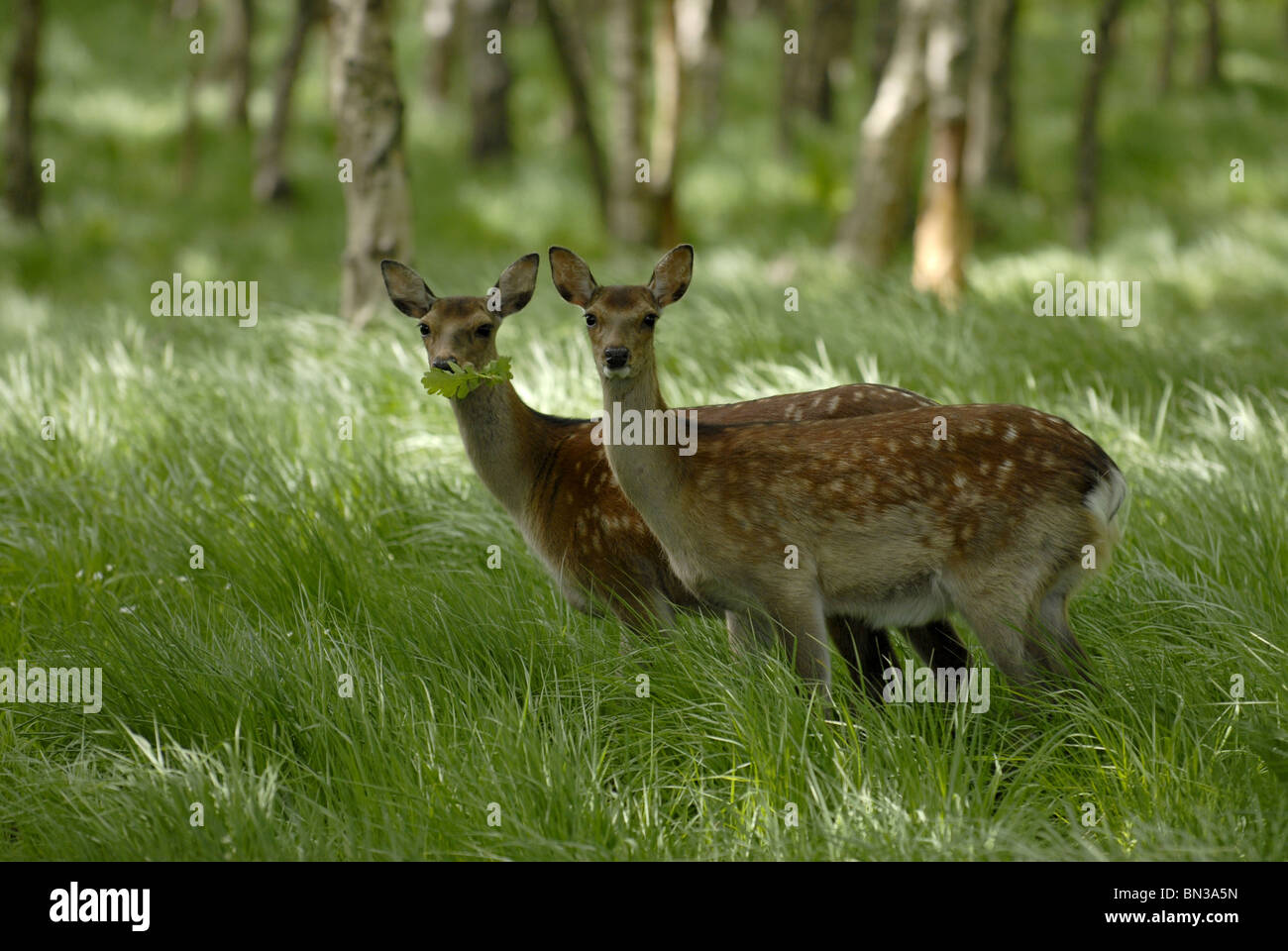 European roes hi-res stock photography and images - Alamy