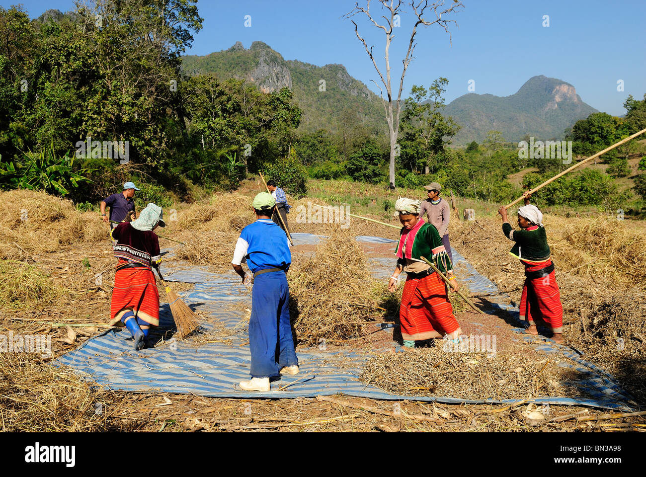 Lisu people harvesting fields near Dao city, hill tribe, near Chiang ...