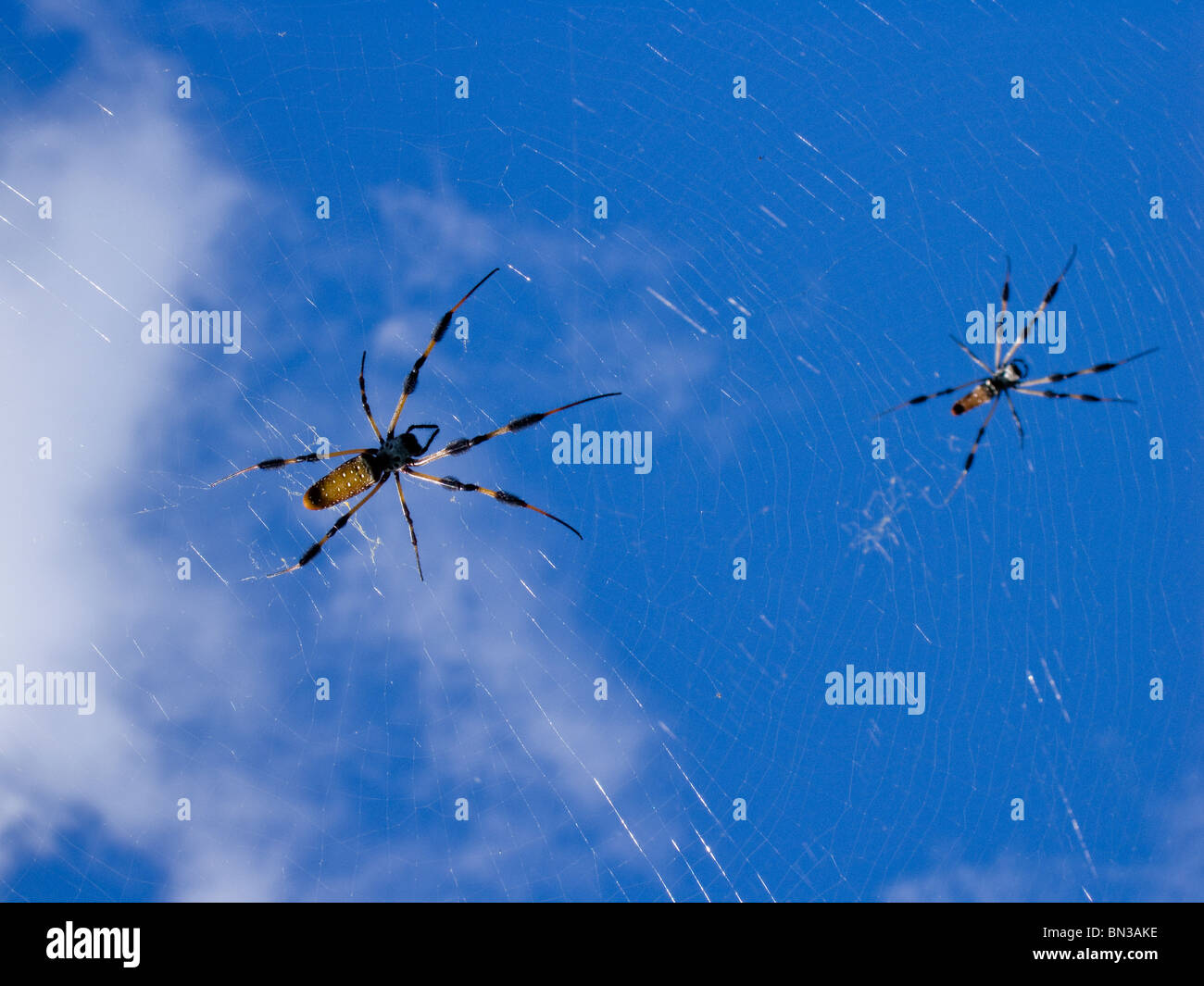 Golden Silk Spiders wait in web for meal on tropical island in Biscayne ...