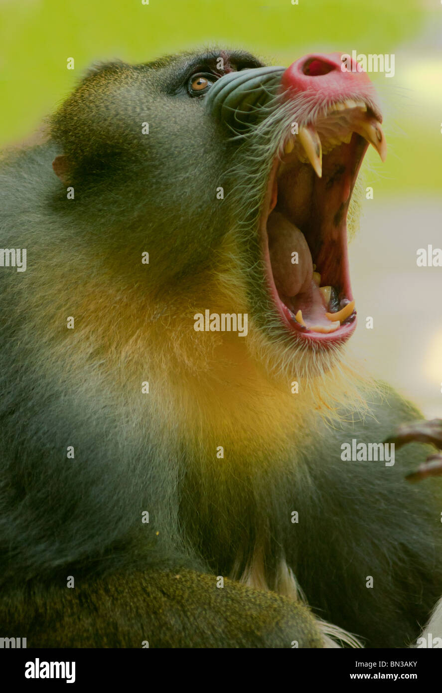 Baboon teeth hi-res stock photography and images - Alamy