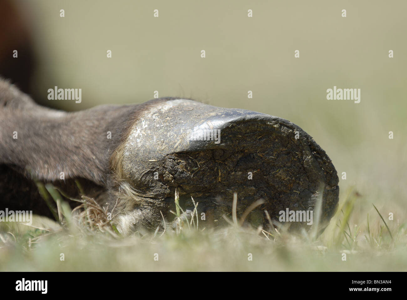 Baby horse hoof hi-res stock photography and images - Alamy