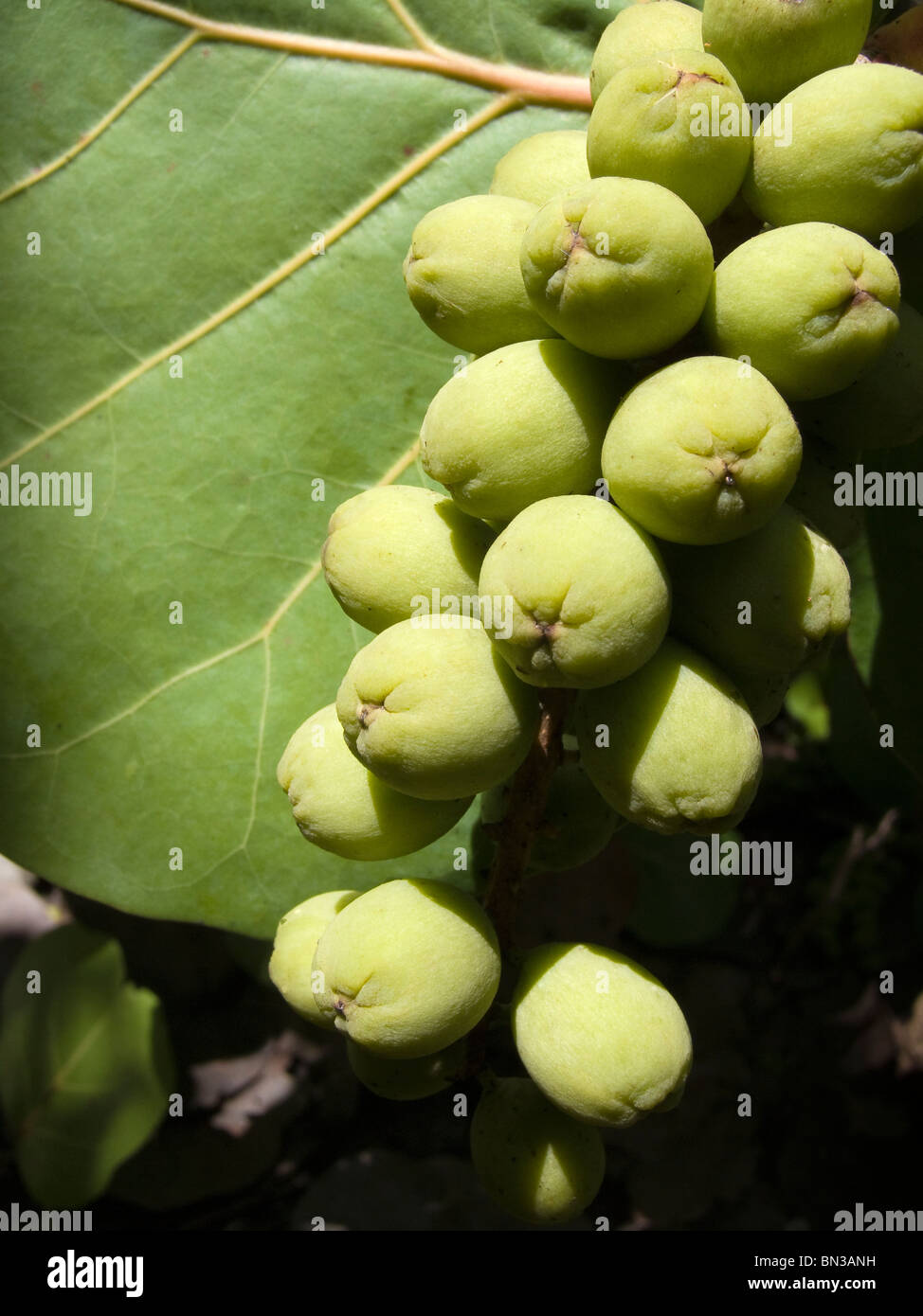 Coccoloba Uvifera Tree High Resolution Stock Photography and Images - Alamy