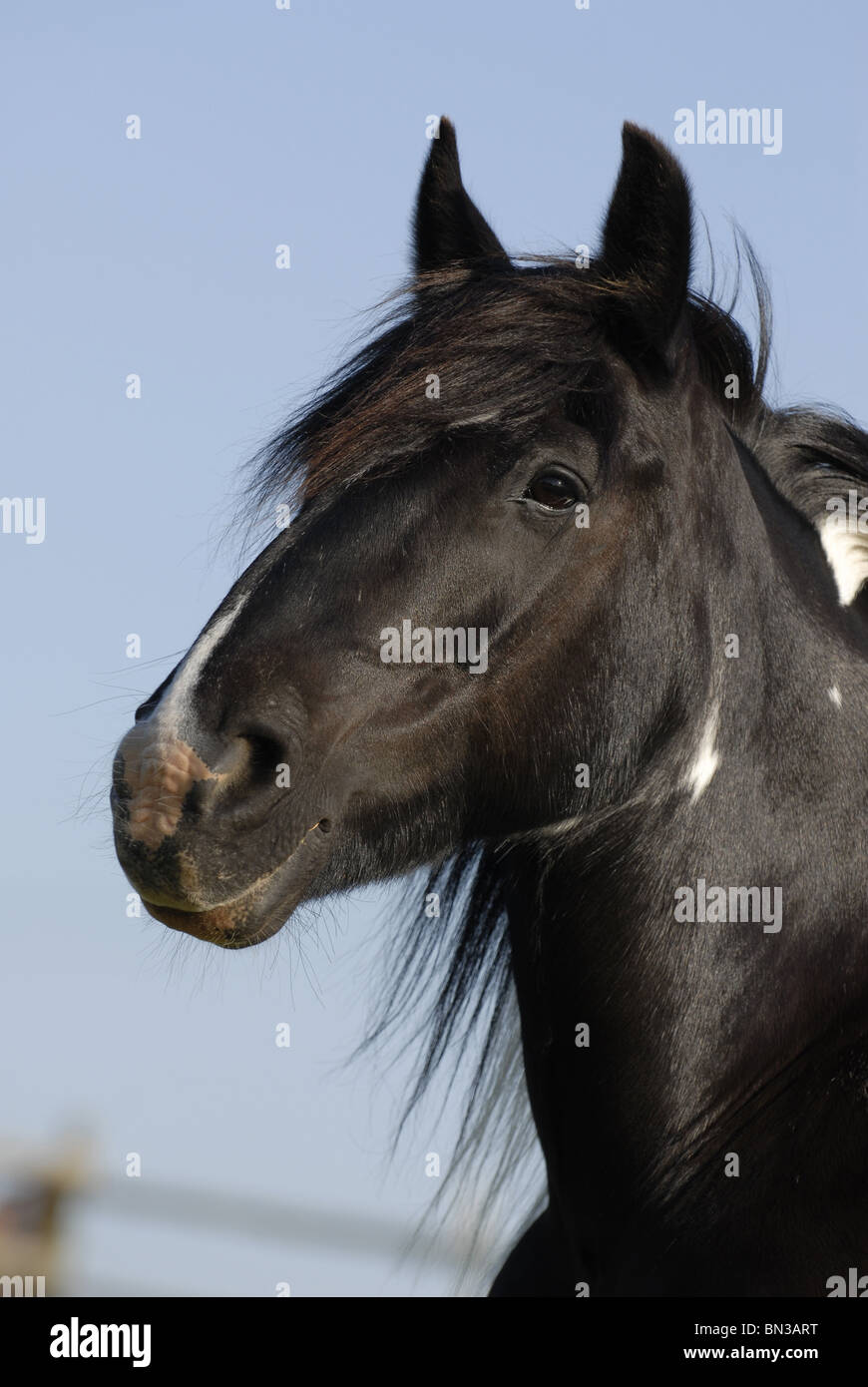 Irish Tinker Portrait Stock Photo - Alamy