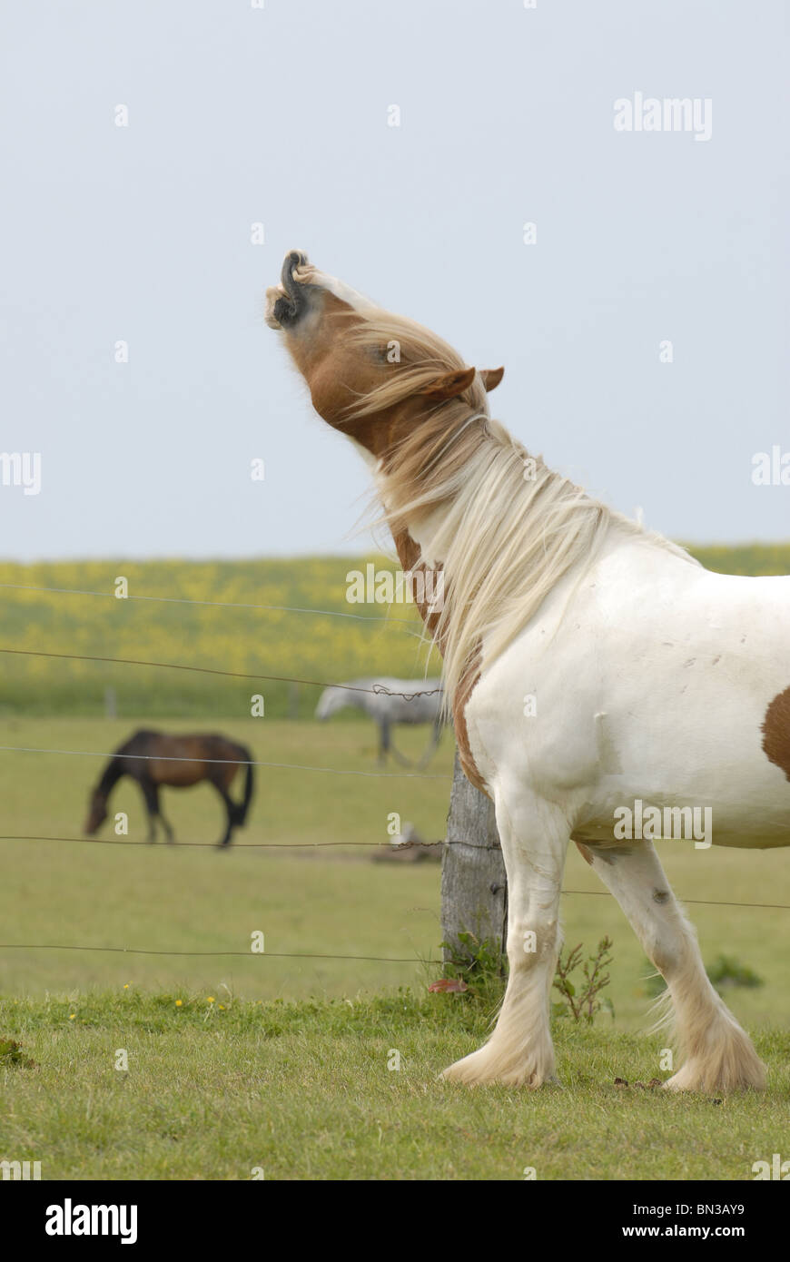 flehmening Irish Tinker Stock Photo - Alamy