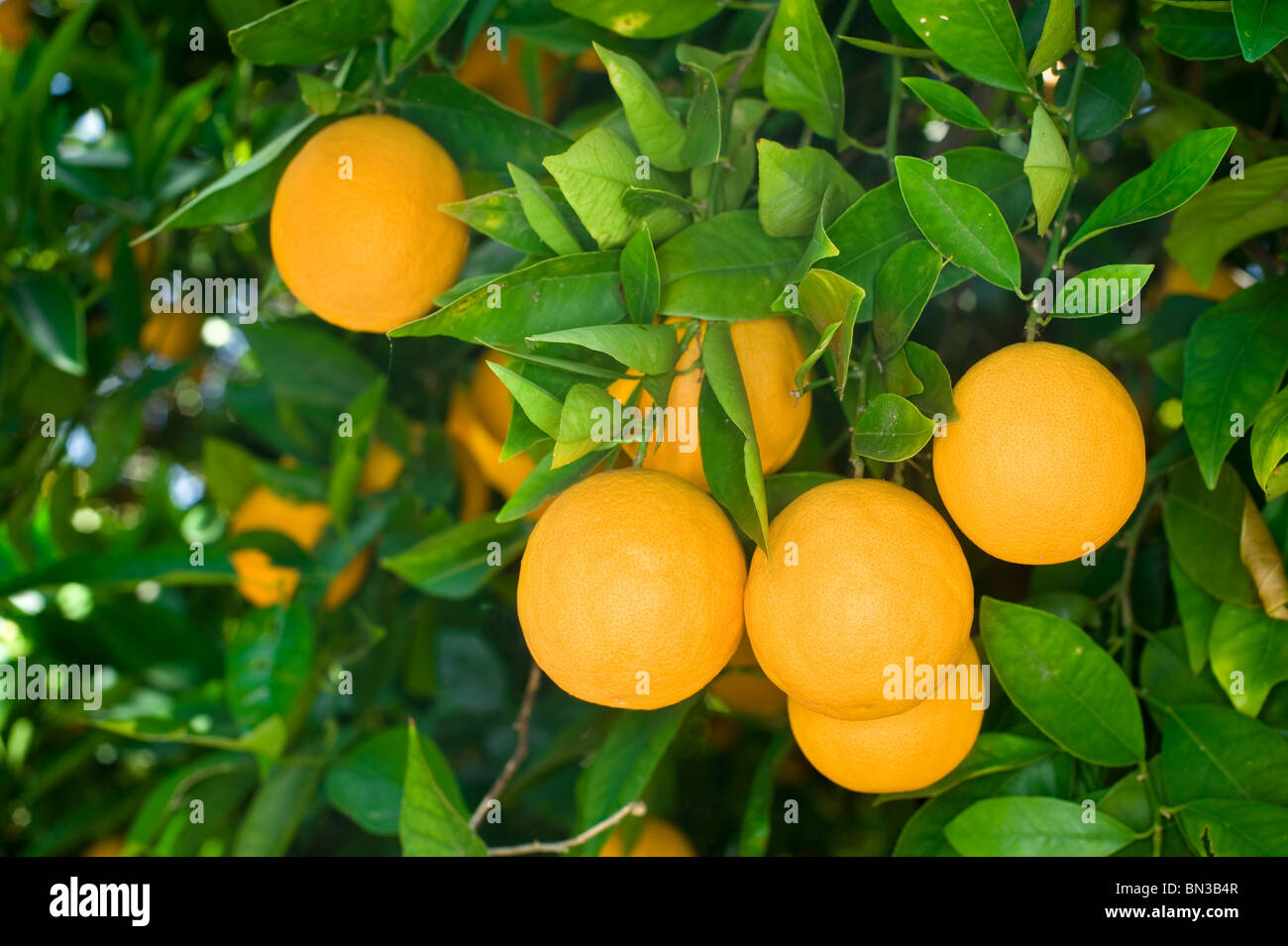 Oranges tree fruit hi-res stock photography and images - Alamy