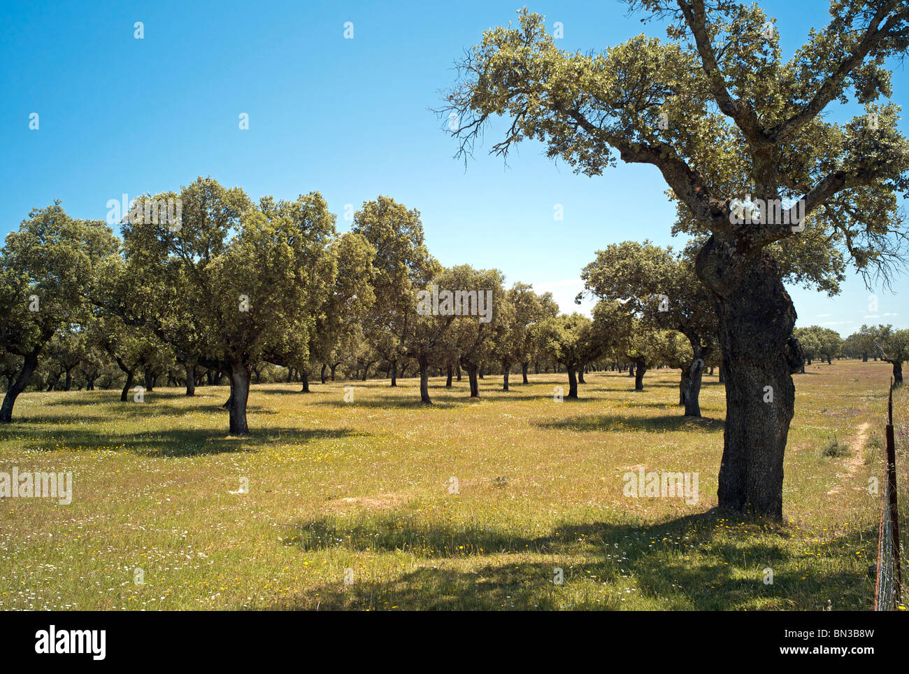 Oak trees hi-res stock photography and images - Alamy