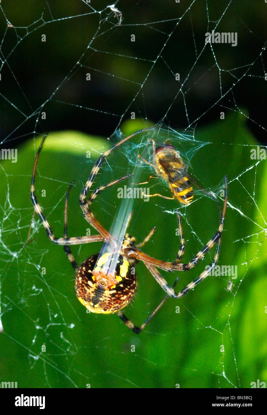 Argiope garden spider wrapping an insect in silk, Banded garden spider ...