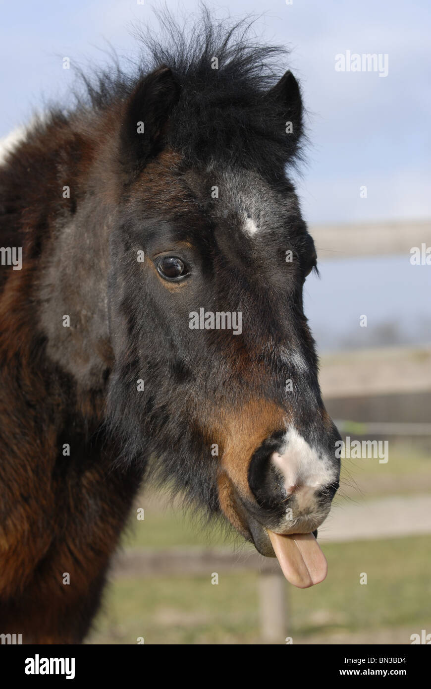 Cheeky pony hi-res stock photography and images - Alamy