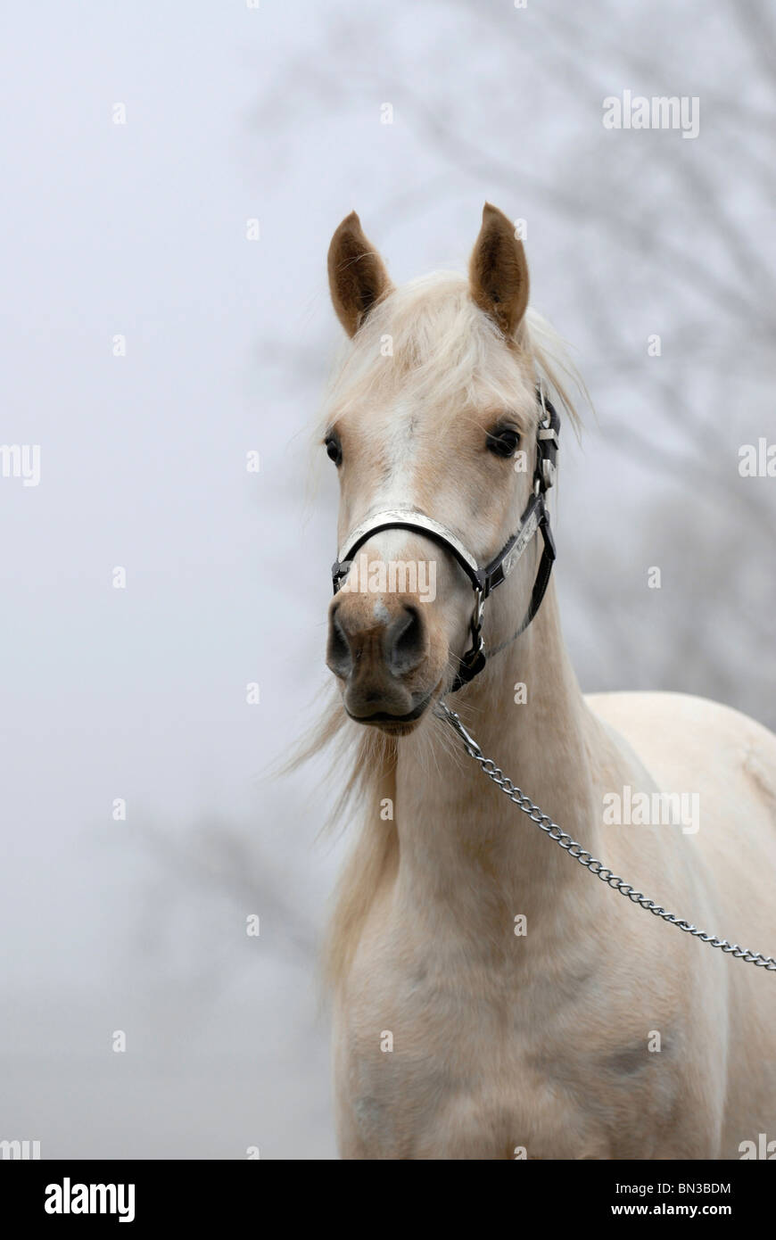 Quarab hi-res stock photography and images - Alamy