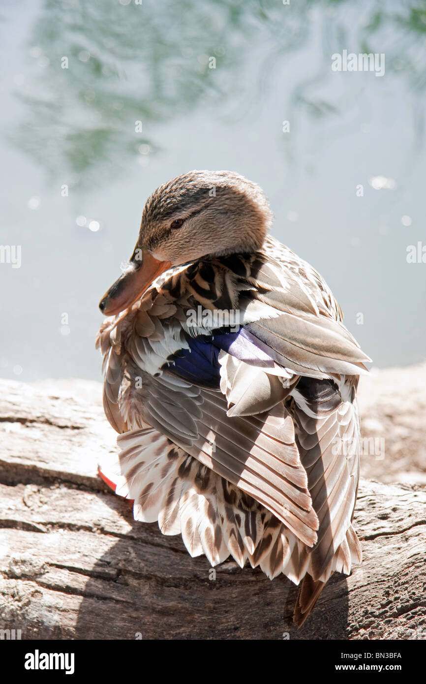 Mallard duck preening feathers hi-res stock photography and images - Alamy