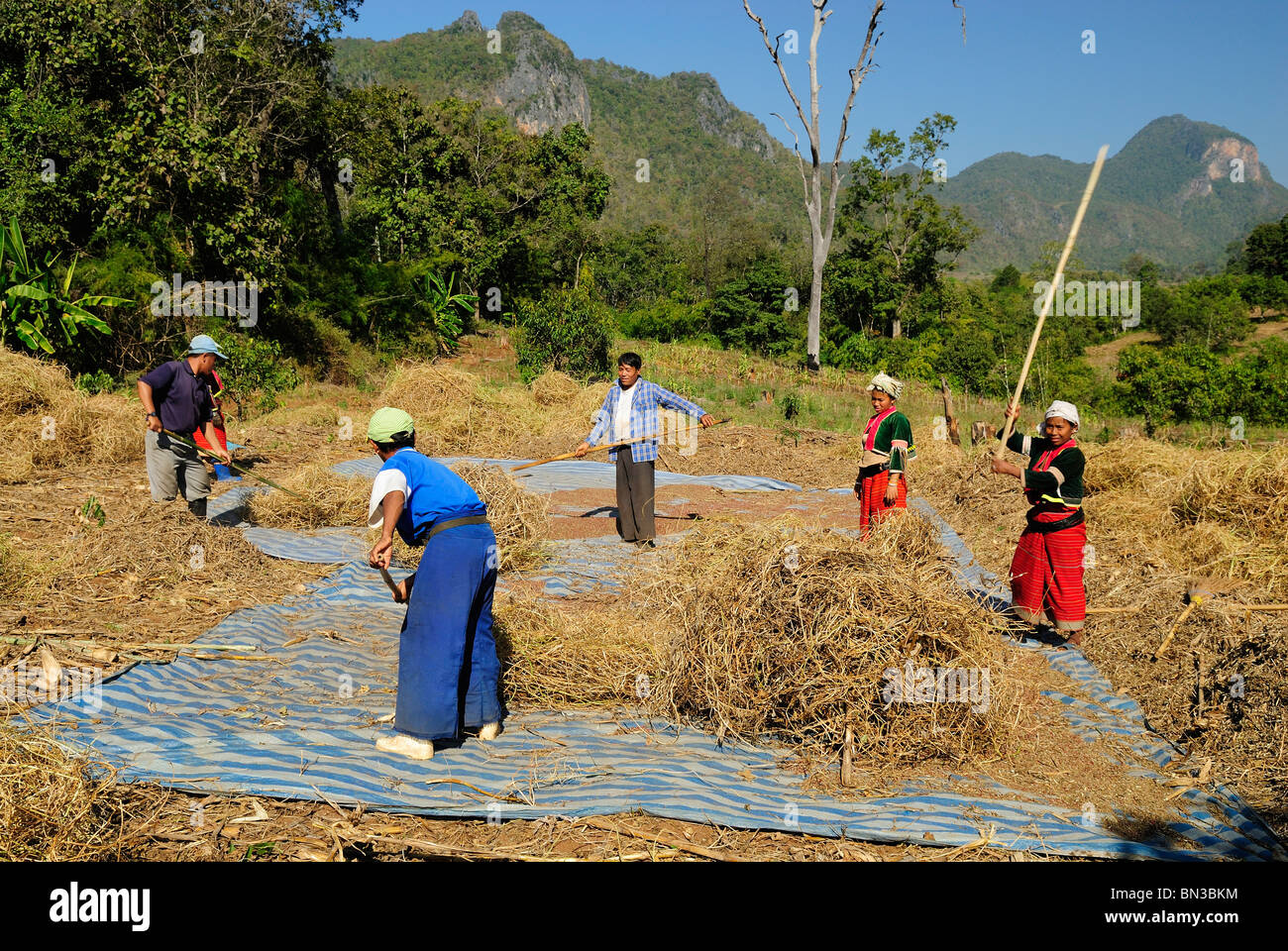 Lisu people harvesting fields near Dao city, hill tribe, near Chiang ...