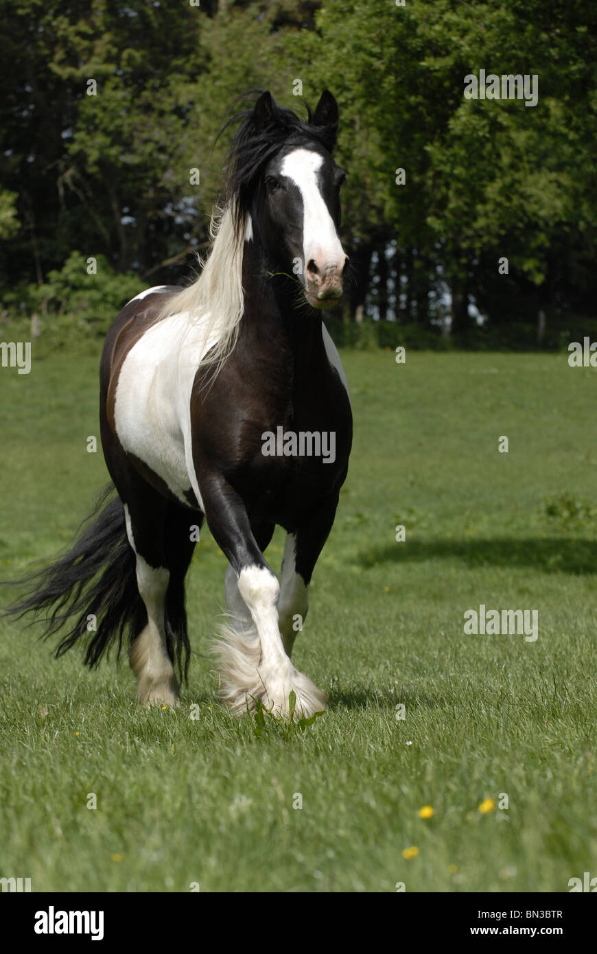 trotting Irish Tinker Stock Photo - Alamy
