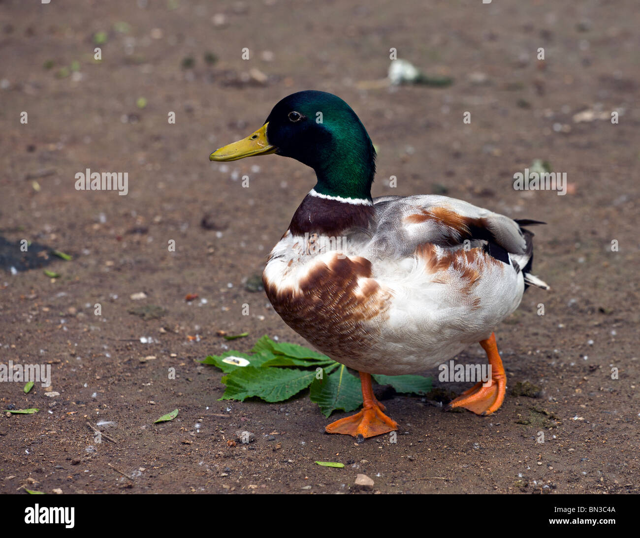 Drake duck bird hi-res stock photography and images - Alamy