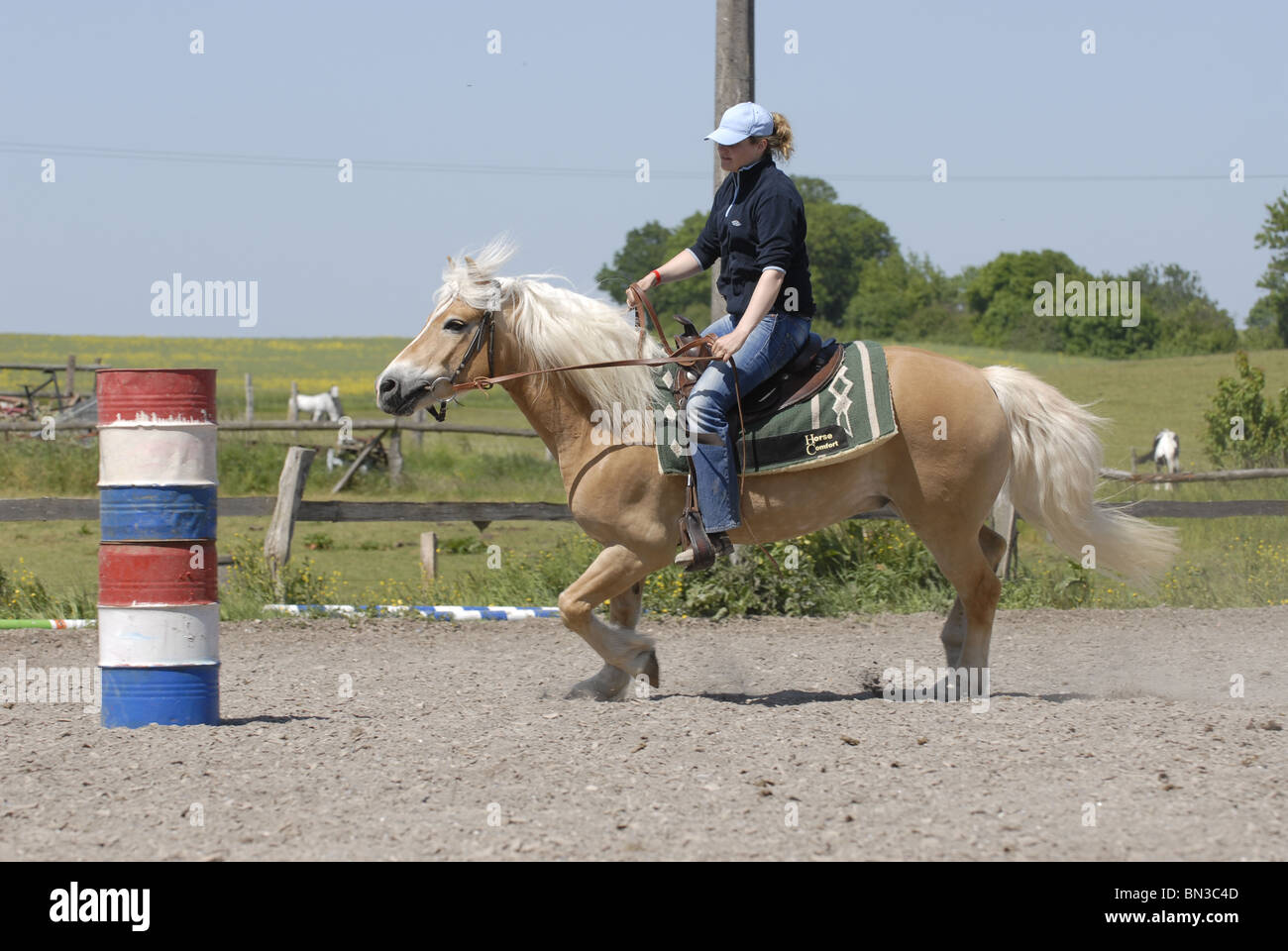 Haflinger race hi-res stock photography and images - Alamy