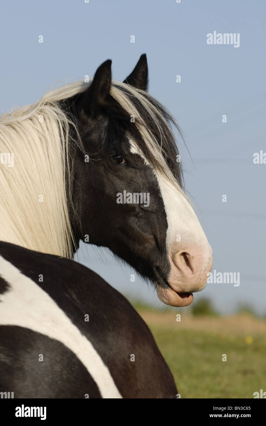 Irish Tinker Portrait Stock Photo - Alamy